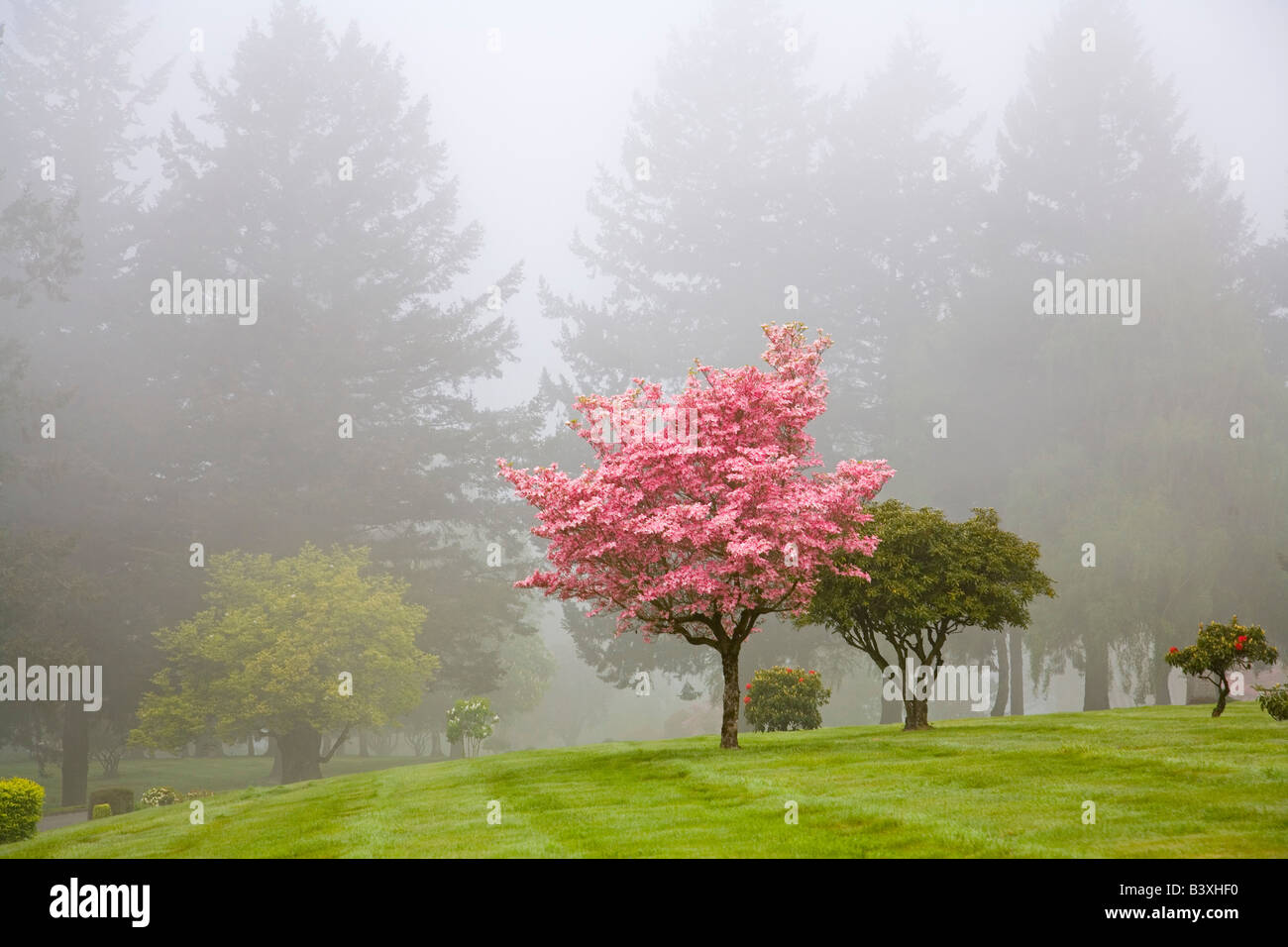 Dogwood trees hi-res stock photography and images - Alamy