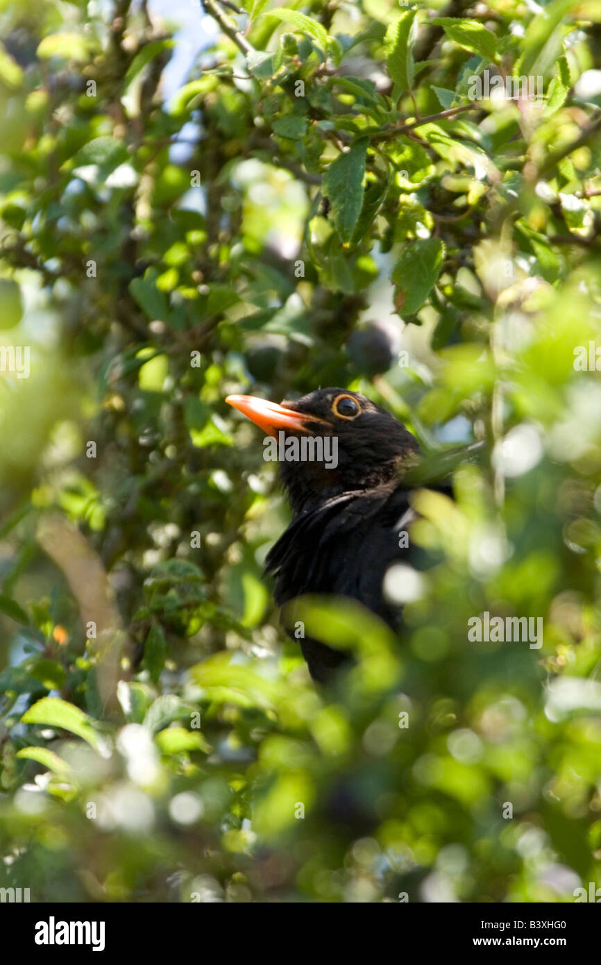 Studland wildlife hi-res stock photography and images - Alamy