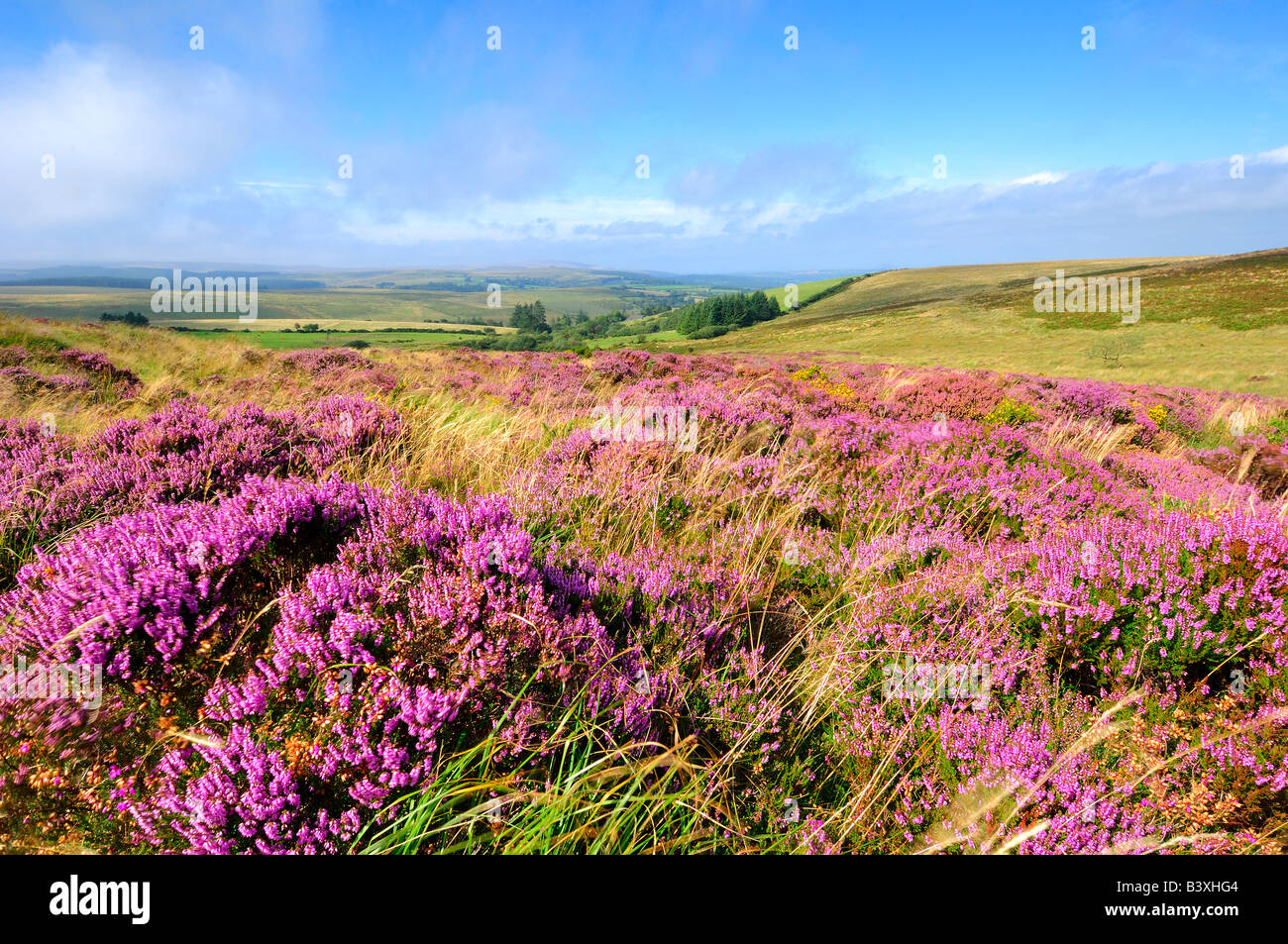 Heather In Full Bloom High Resolution Stock Photography and Images - Alamy