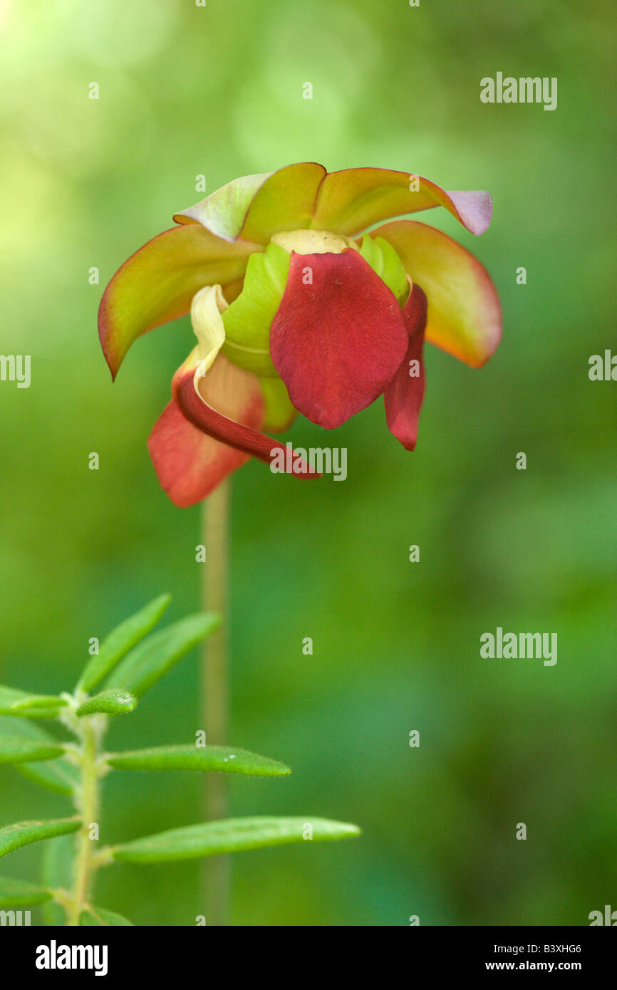 Northern Pitcher Plant Sarracenia purpurea Stock Photo - Alamy
