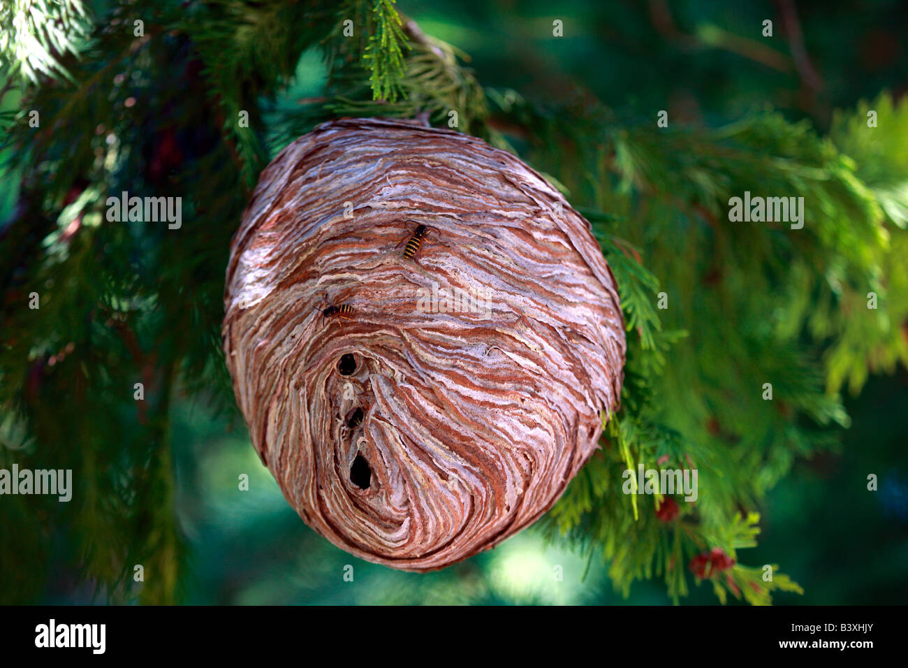 Wasps nest hi-res stock photography and images - Alamy