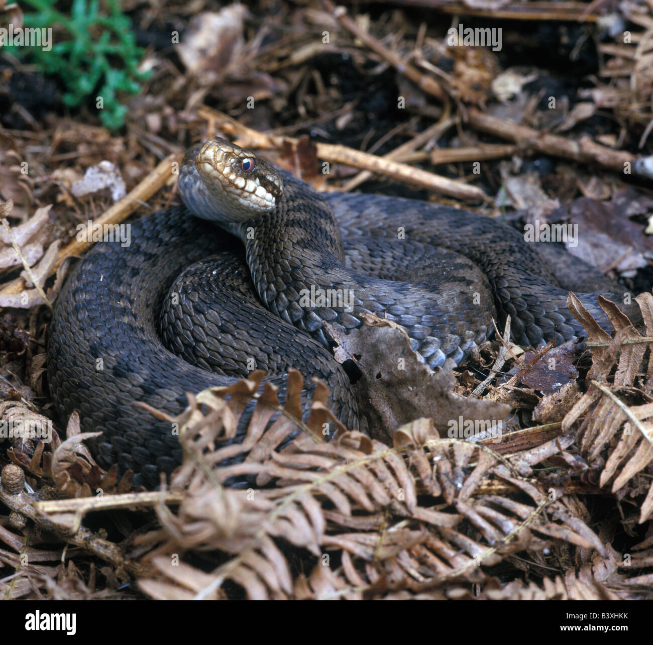 Adder snake hi-res stock photography and images - Alamy