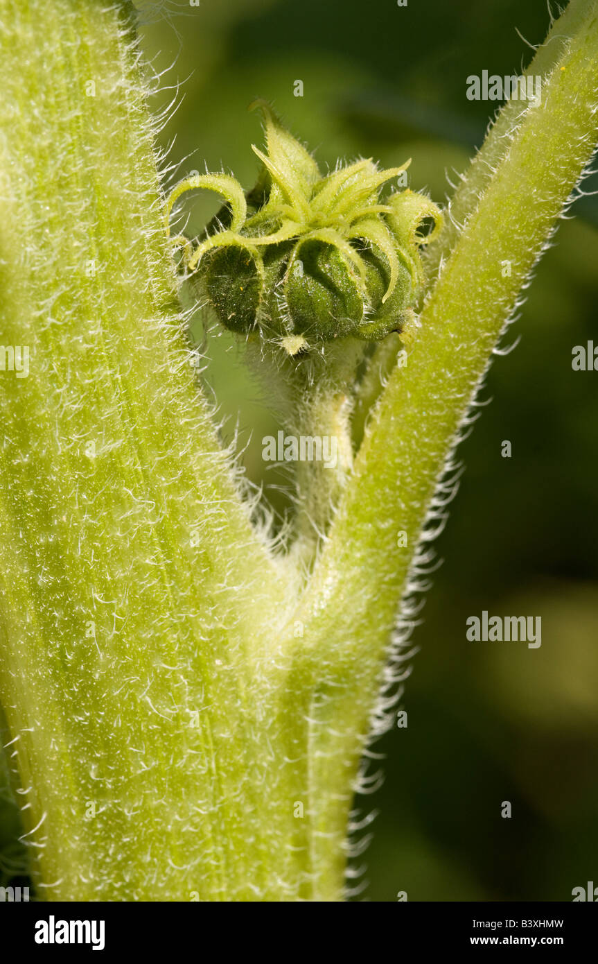 A sunflower bud Stock Photo - Alamy