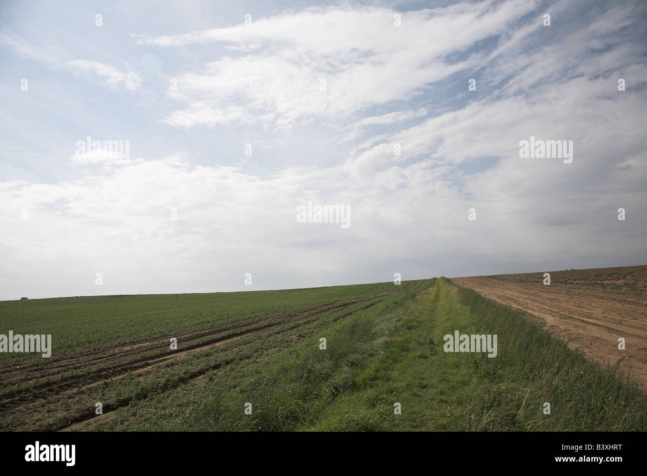 East Anglia landscape with clouds and fields Stock Photo - Alamy