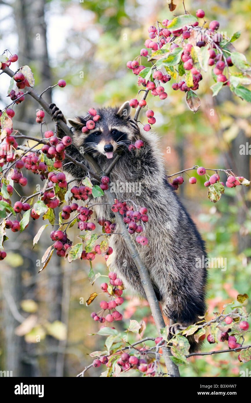 Northern Raccoon Procyon lotor Stock Photo - Alamy