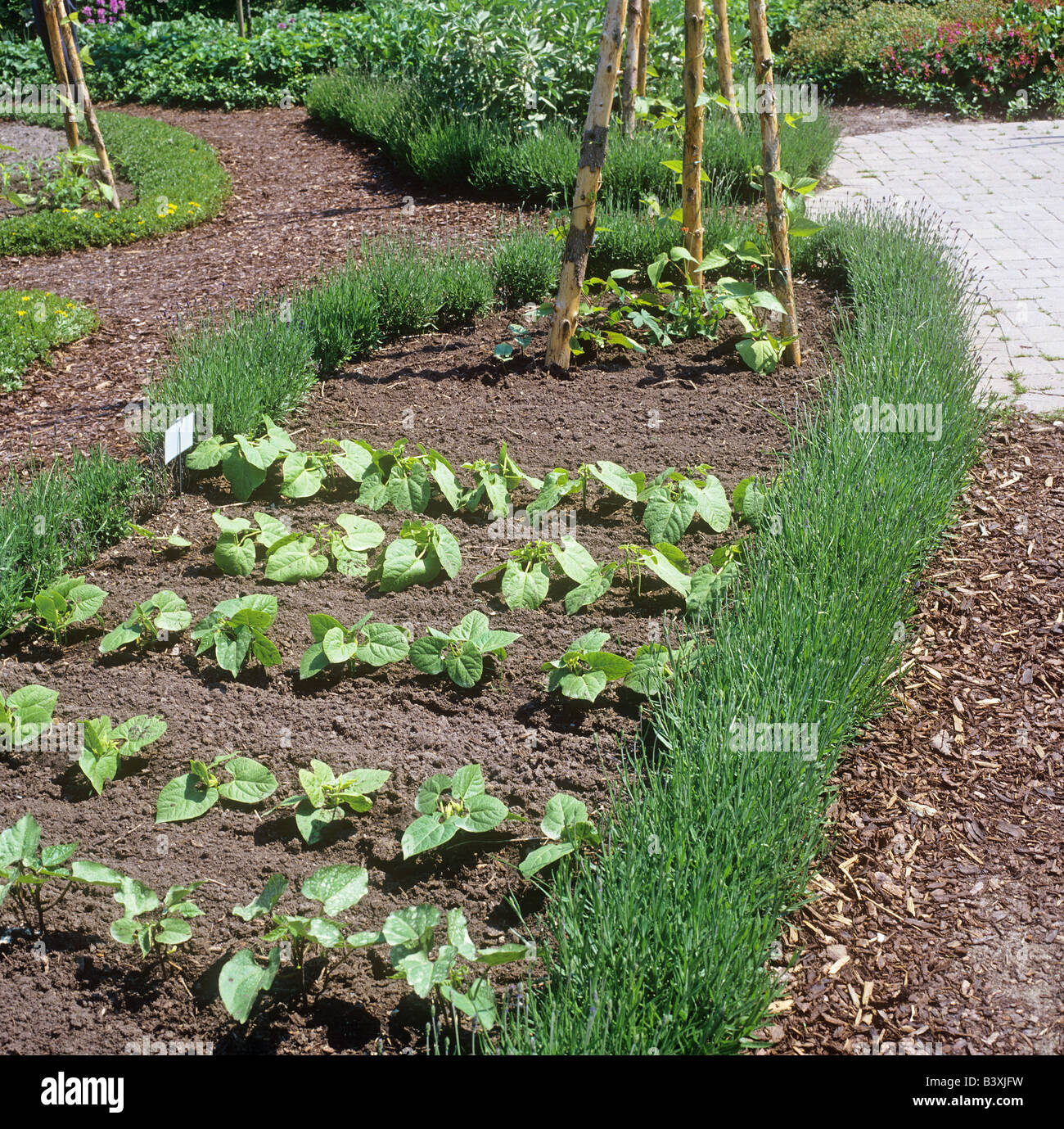 Phaseolus Vulgaris Nanus High Resolution Stock Photography and Images ...