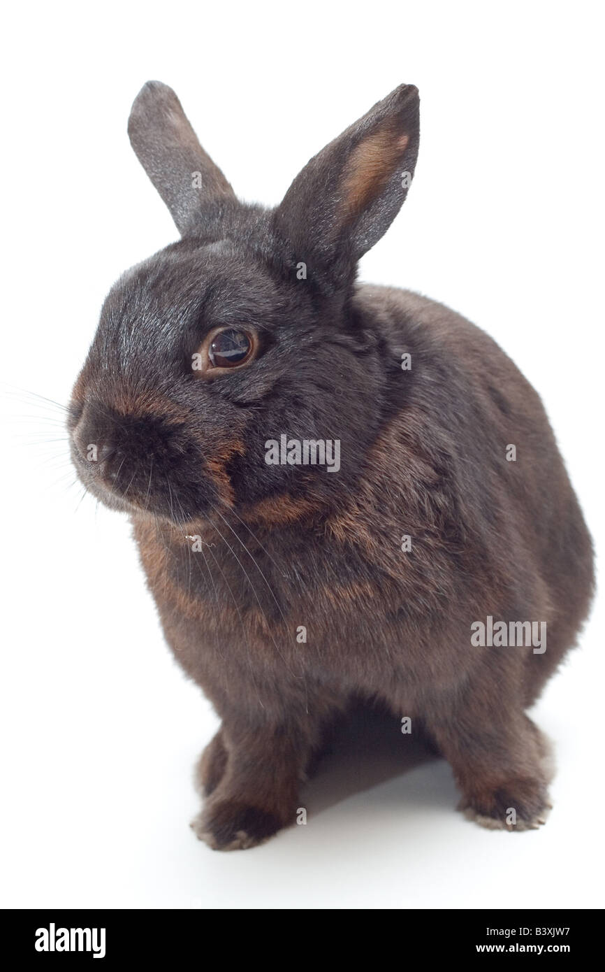 A black dwarf rabbit in a studio Stock Photo - Alamy