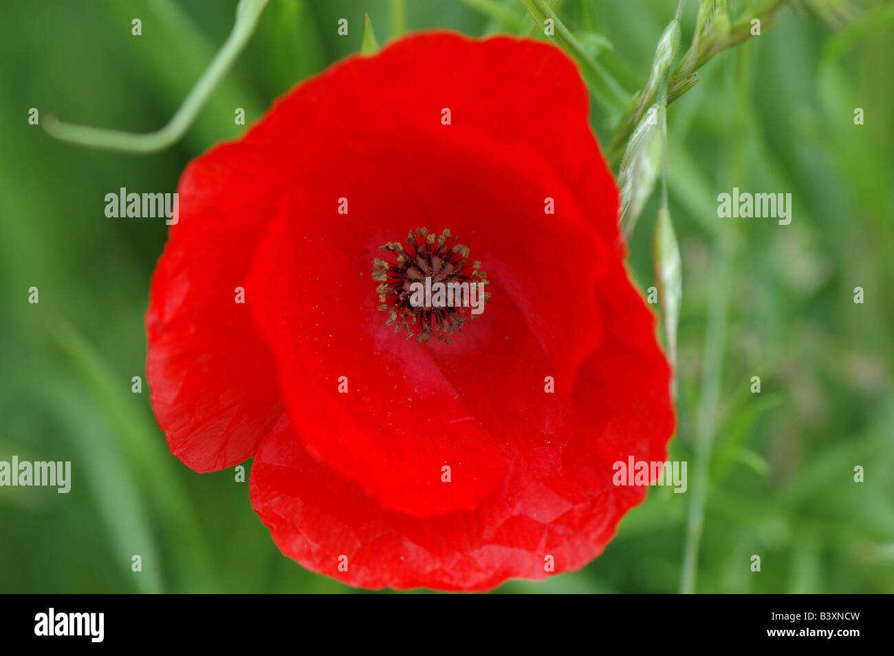 A red poppy found in a field Stock Photo - Alamy