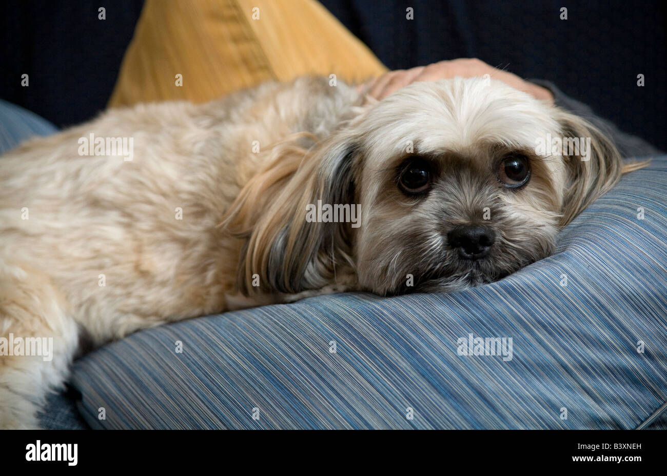 Sad, lonely shitsu resting on pillows Stock Photo - Alamy