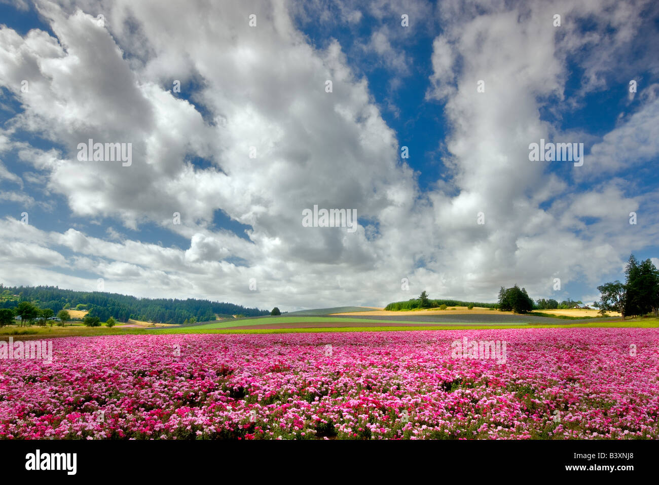 Flower fields Clackamas County Oregon Stock Photo - Alamy