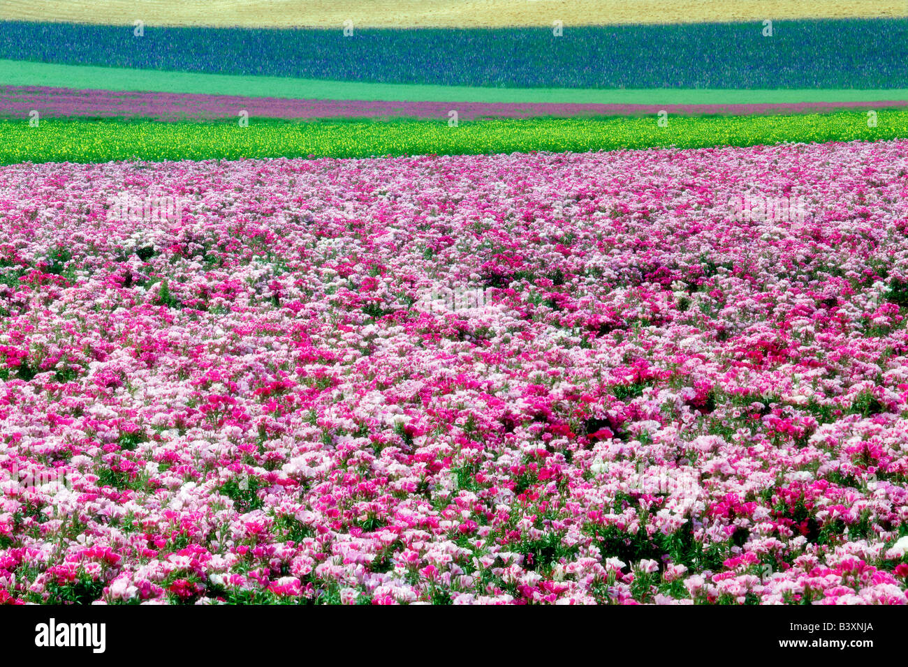 Flower fields Clackamas County Oregon Stock Photo - Alamy