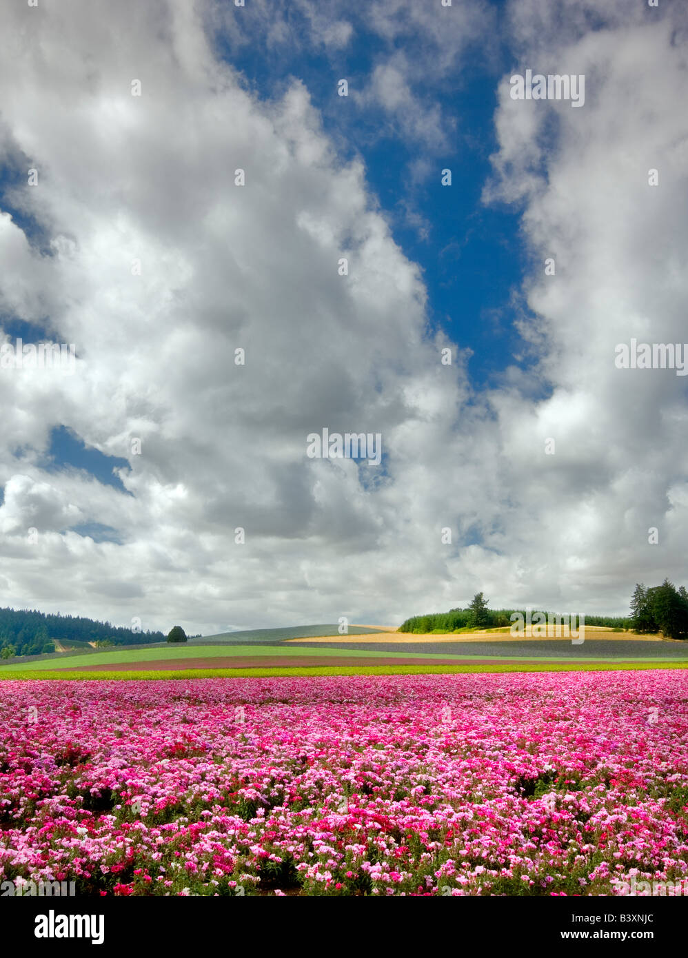 Flower fields Clackamas County Oregon Stock Photo - Alamy