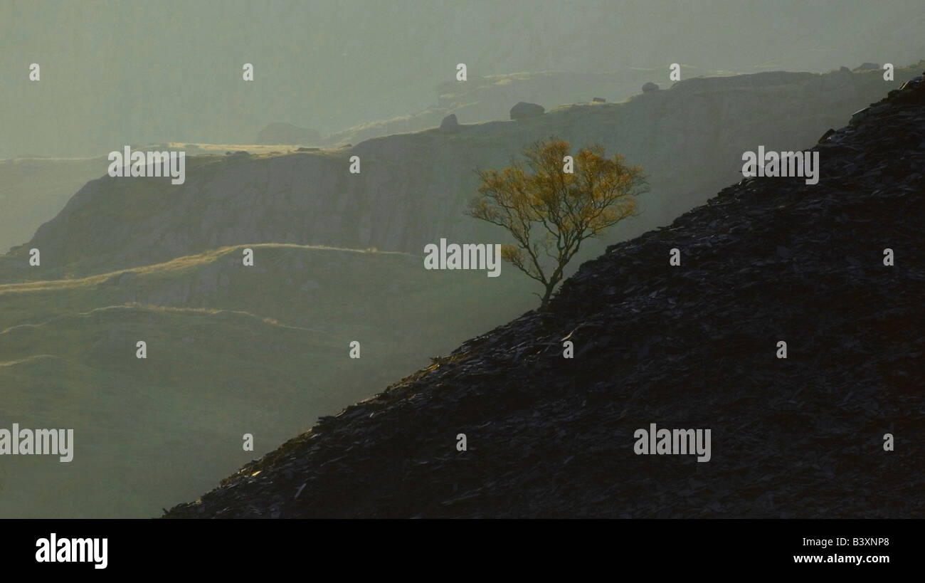 Mountain tree, Snowdonia National Park, North Wales Stock Photo - Alamy