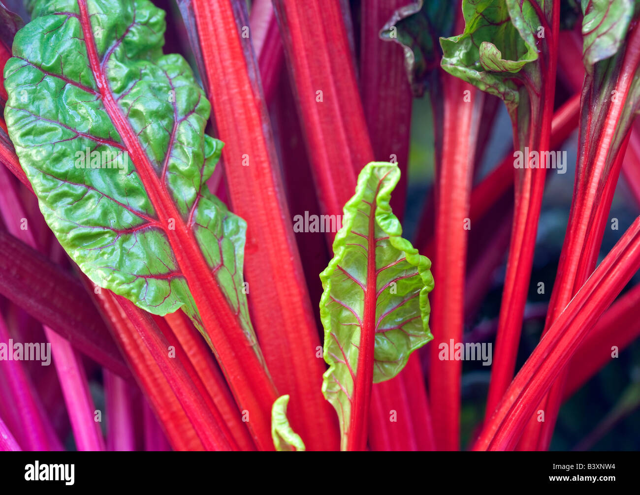 Swiss chard hi-res stock photography and images - Alamy