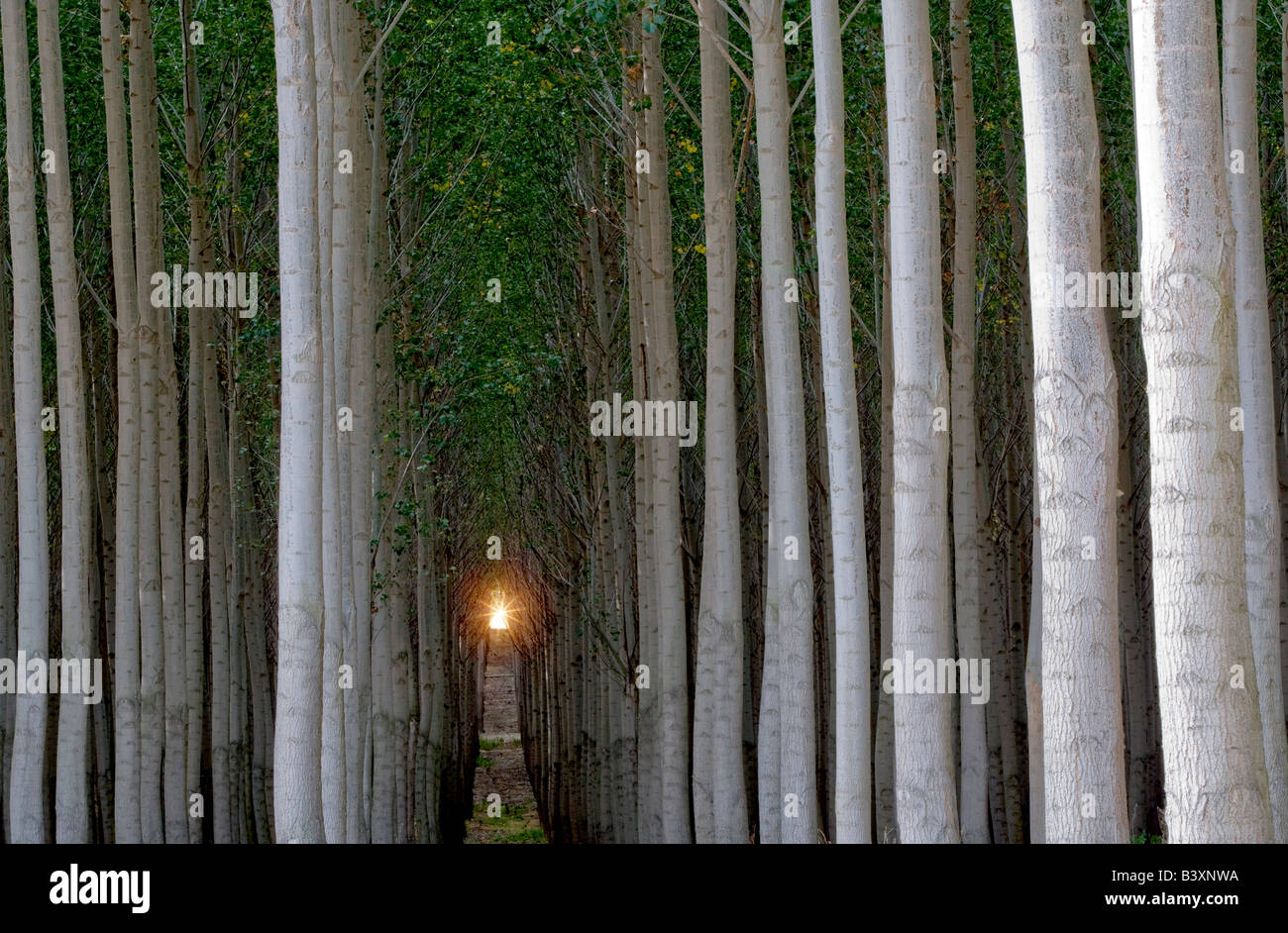 Pacific Albus trees Morrow County Oregon Stock Photo - Alamy