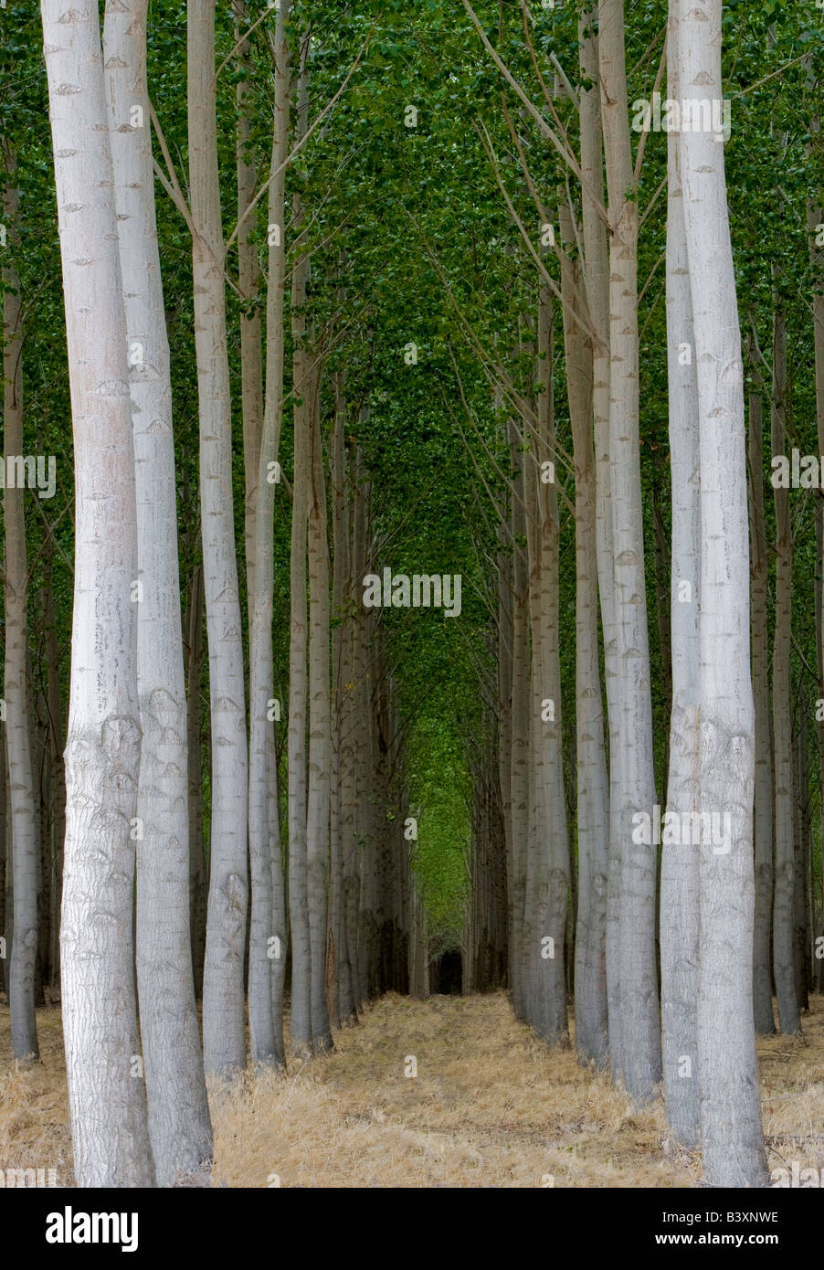 Pacific Albus trees Morrow County Oregon Stock Photo - Alamy