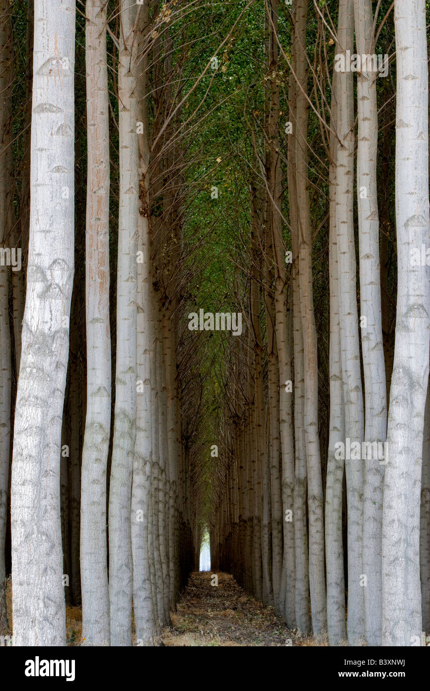 Pacific Albus trees Morrow County Oregon Stock Photo - Alamy