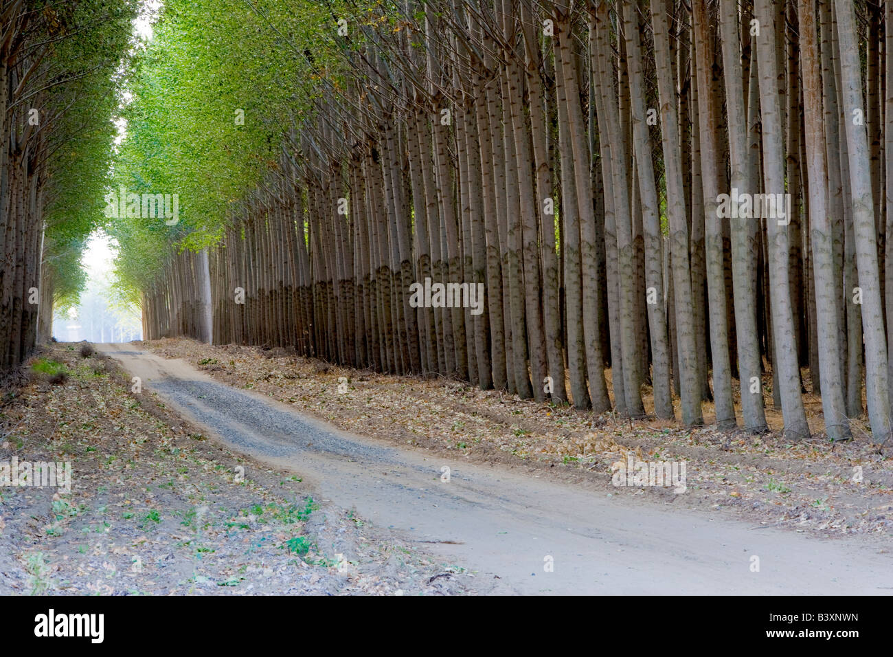 Pacific albus poplar tree farm hi-res stock photography and images - Alamy