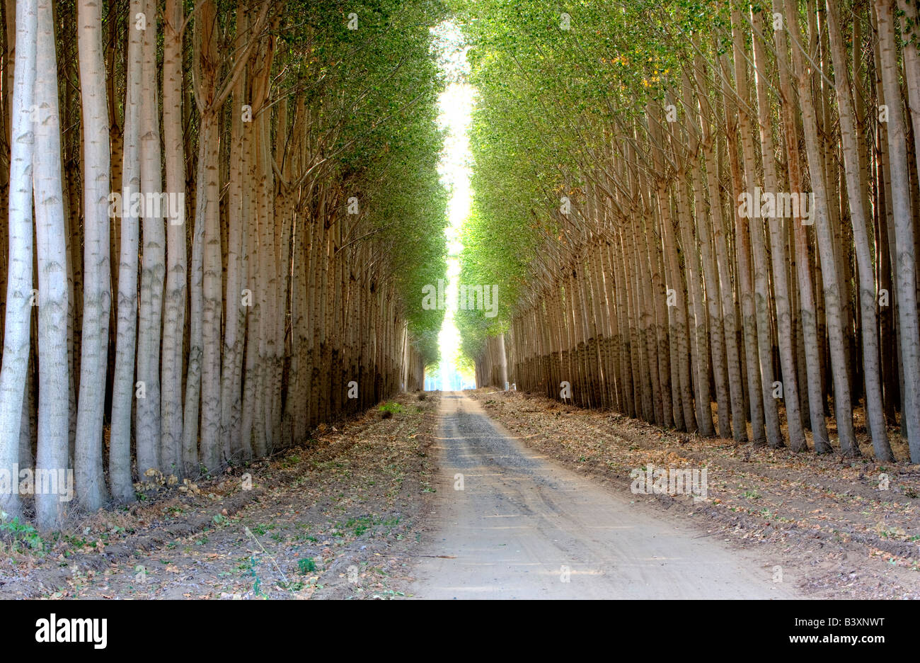 Pacific albus poplar tree farm hi-res stock photography and images - Alamy