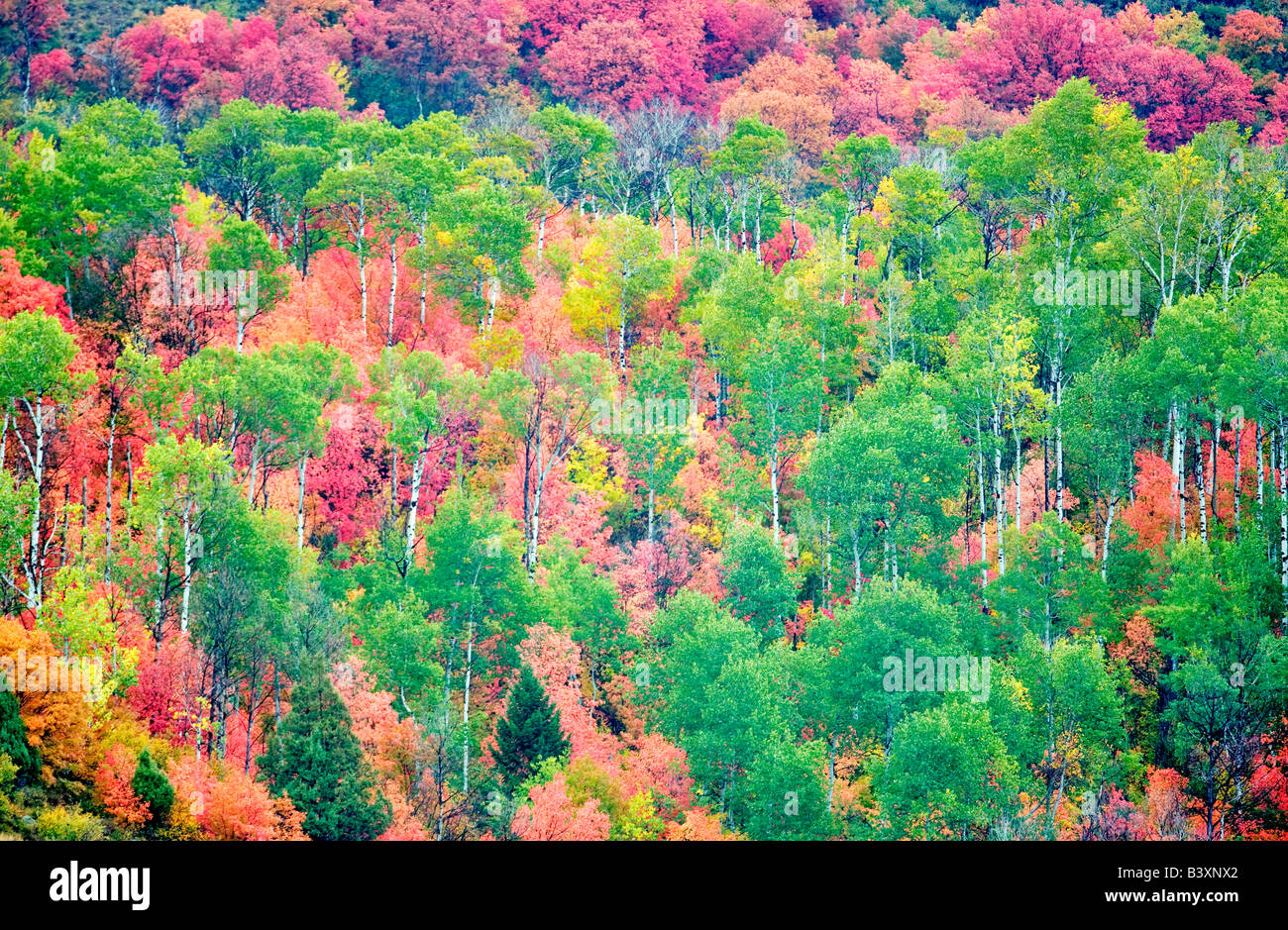 Rocky Mountain Maple tree with aspen trunk in fall color Targhee ...