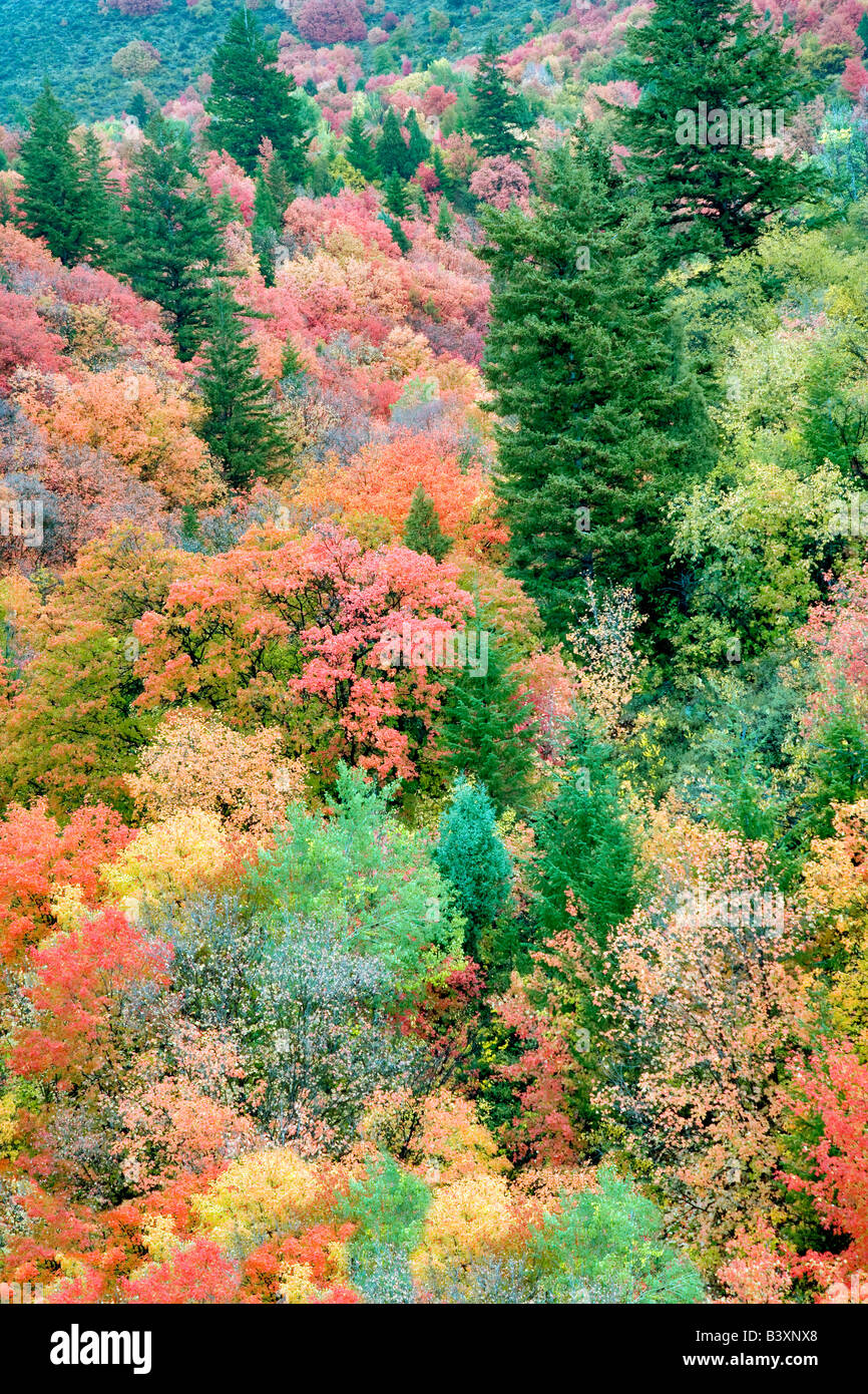 Mixed varieties of maple trees in fall color Targhee National Forest ...
