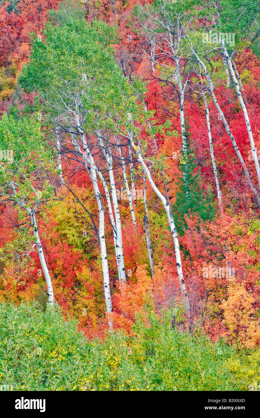 Mixed varieties of maple trees with aspens in fall color Targhee ...