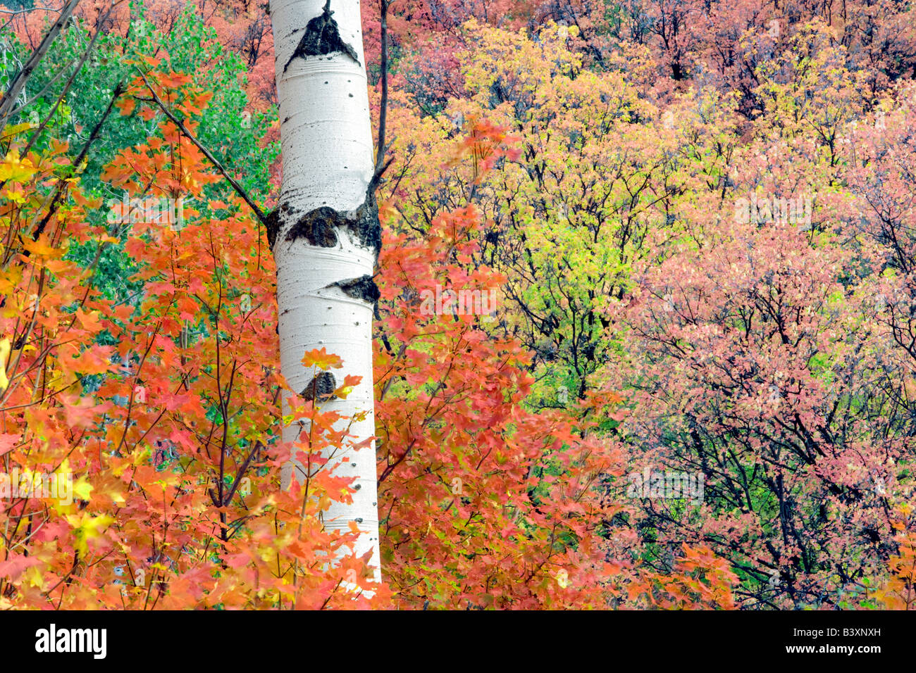 Mixed varieties of maple trees with aspens in fall color Targhee ...
