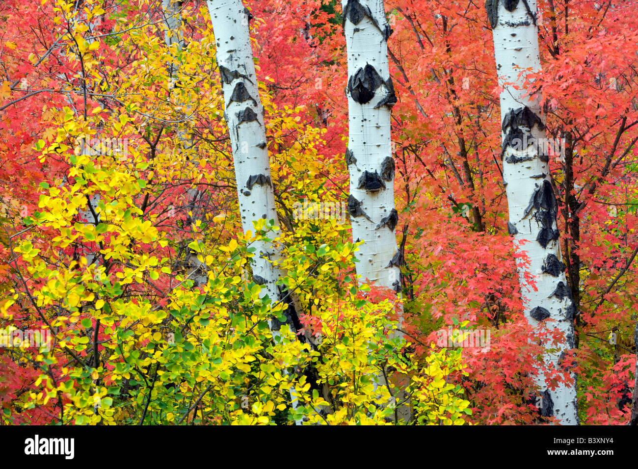 Mixed varieties of maple trees with aspens in fall color Targhee ...
