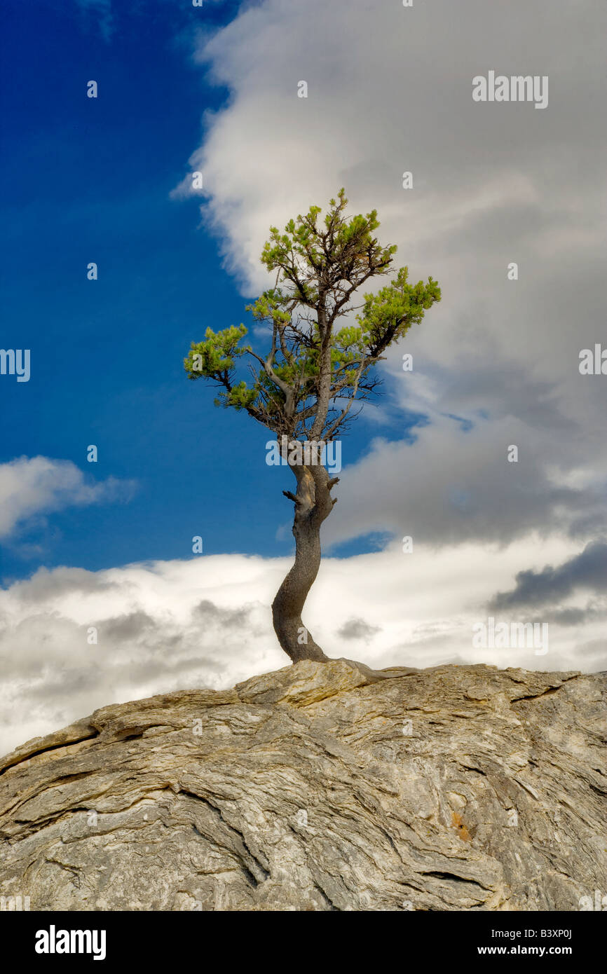 Lone struggling pine tree growing out of huge rock boulder Yellowstone ...