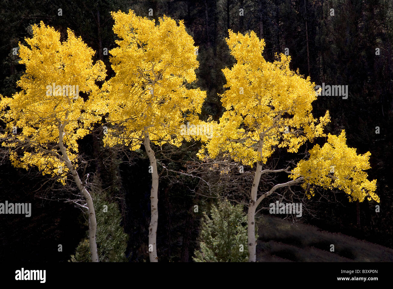 Yellowstone trees hi-res stock photography and images - Alamy