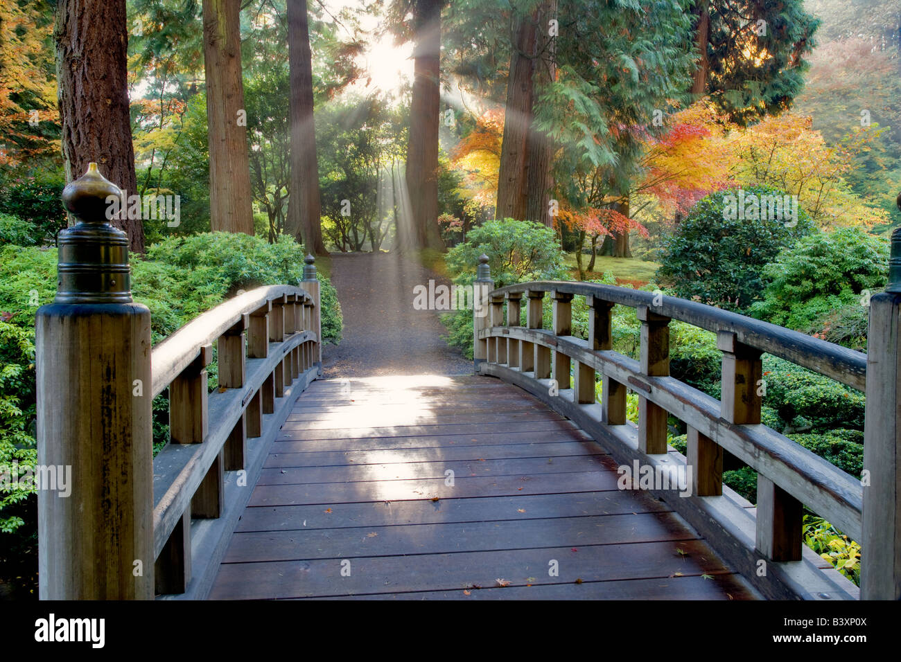 Bridge sun rays through fog and fall colored japanese maples Portland ...