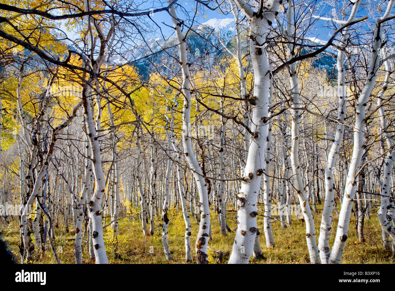 Aspen trunks with fall color Near Red Mountain Pass Montana Stock Photo ...