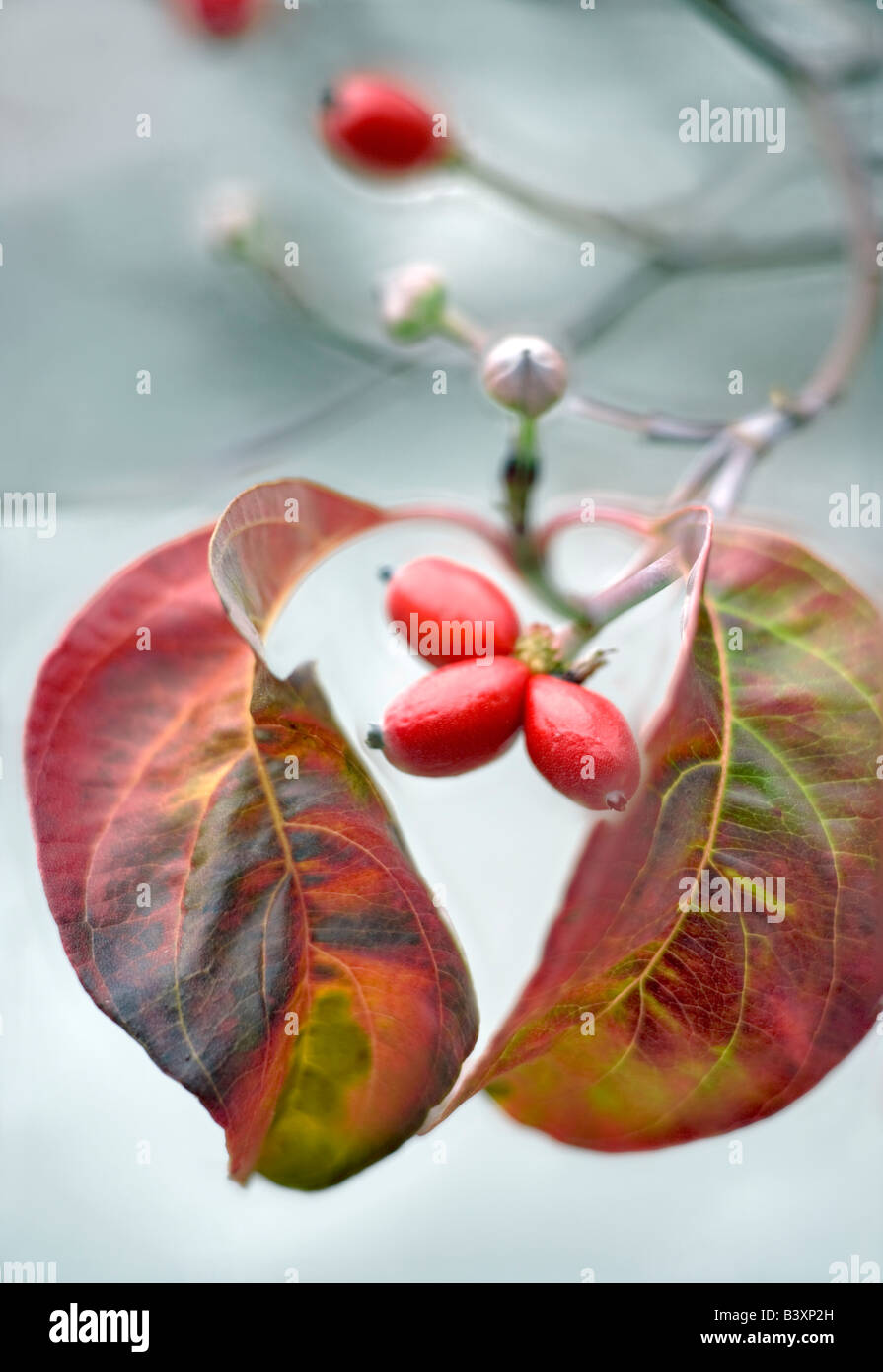 Fall leaves berries dogwood tree hi-res stock photography and images ...