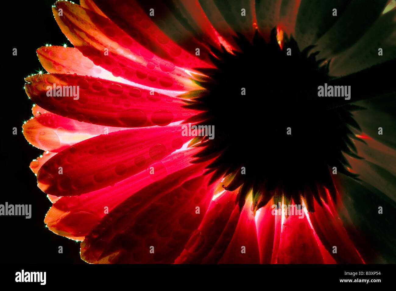 Backlit flower closeup hi-res stock photography and images - Alamy