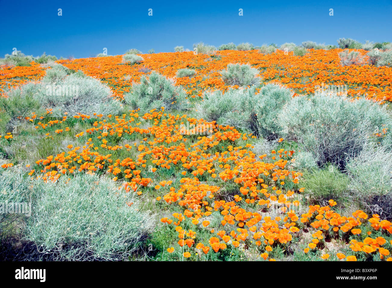 Antelope valley california poppies hi-res stock photography and images ...