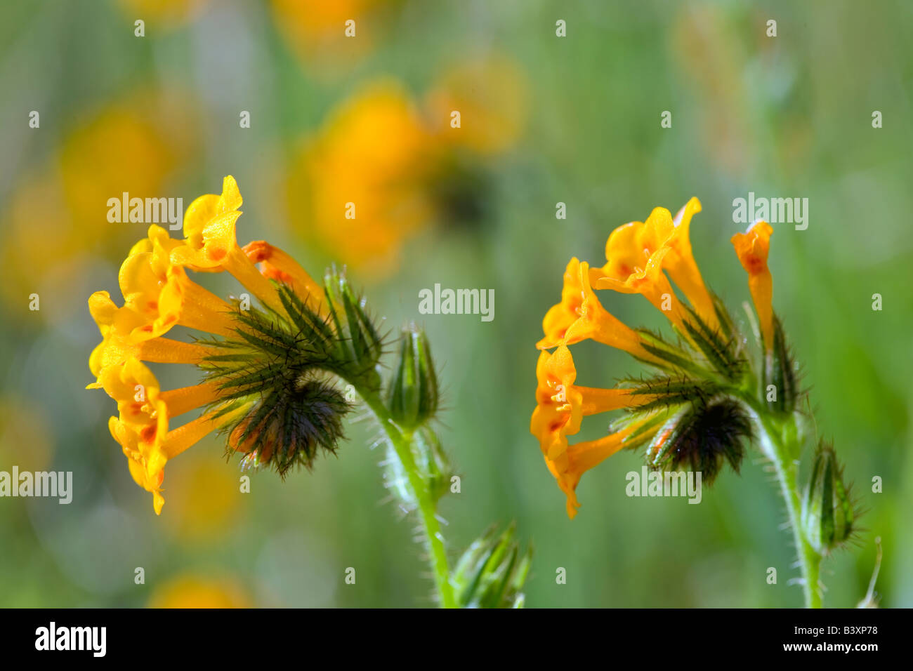 Fiddleneck plants hi-res stock photography and images - Alamy