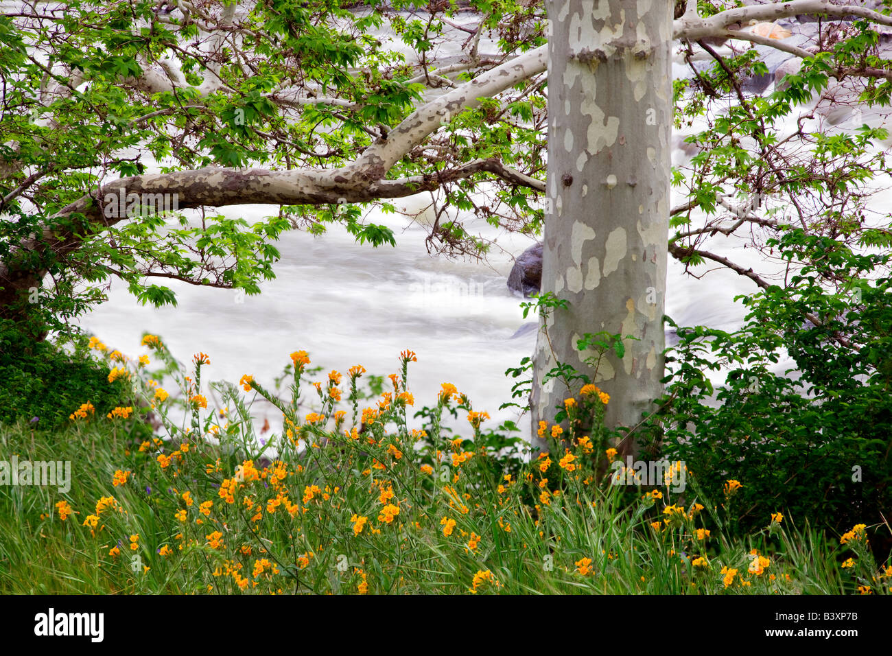 Fiddleneck flowers Asinckia retrorsa and California Sycamore tree ...