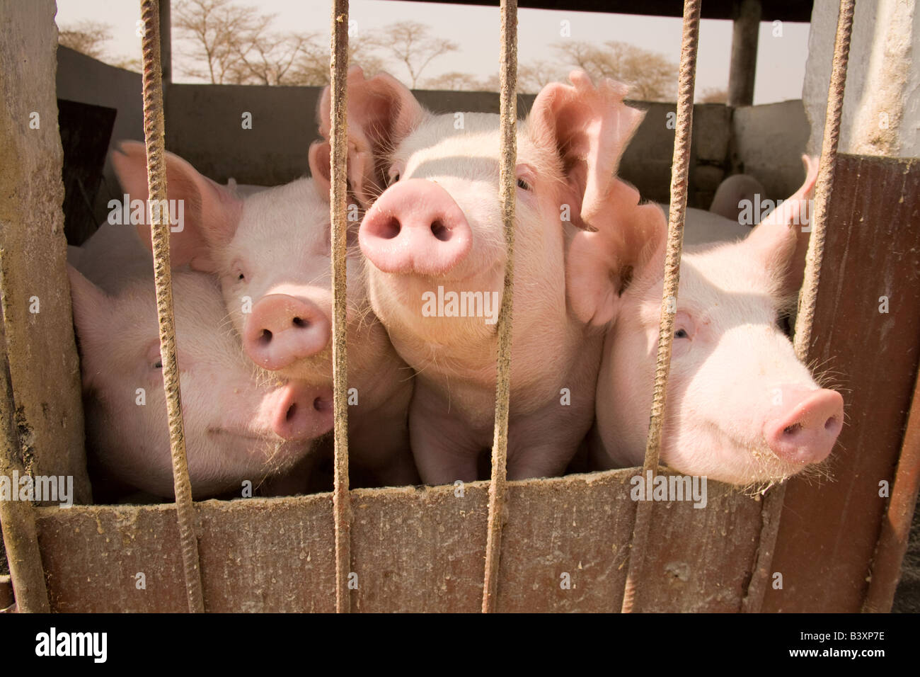 landrace pigs Kafuie Zambia Africa Stock Photo - Alamy