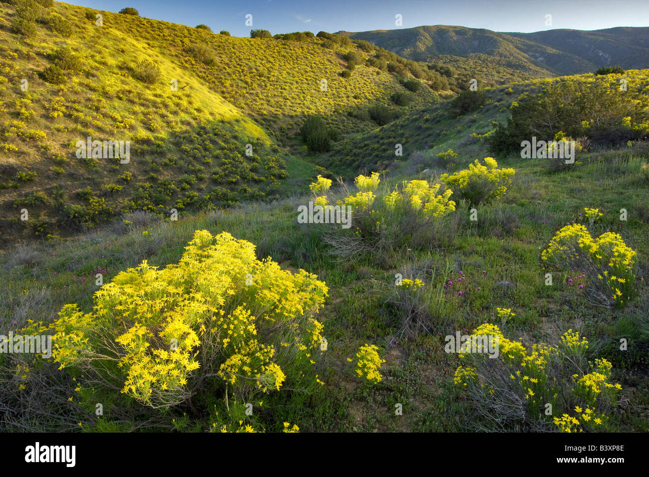 Interior Golden Bush Ericamaenia linearifolia Carrizo Plain California ...