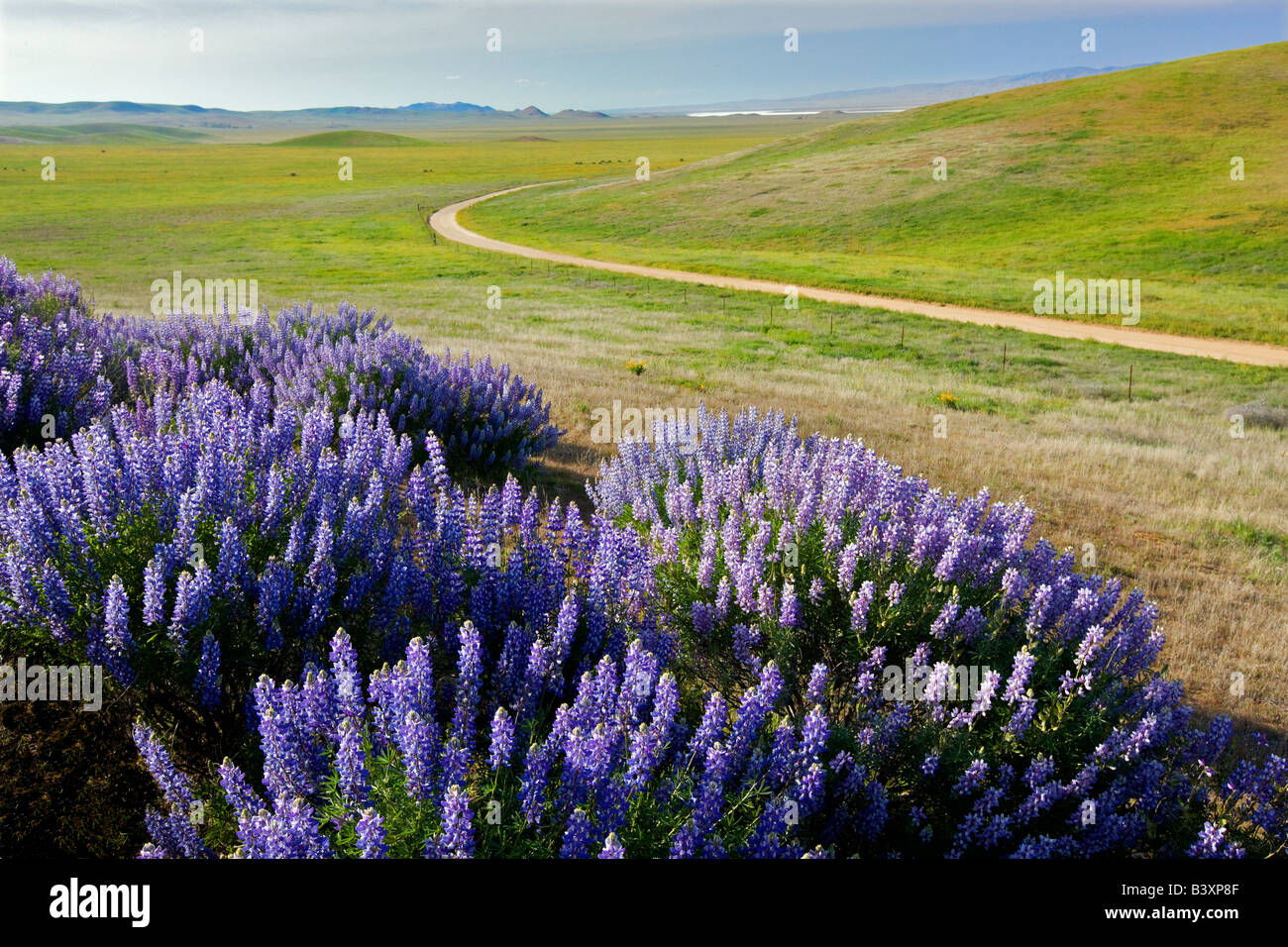 Interior Bush Lupine Lupinus albifrons with dirt road Carrizo Plain ...