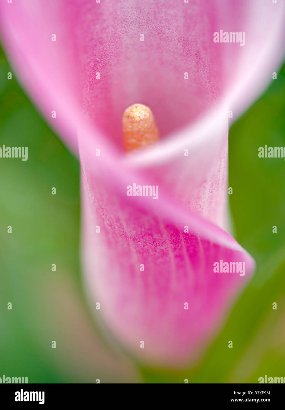 Amethyst California callas Calla lily Stock Photo - Alamy