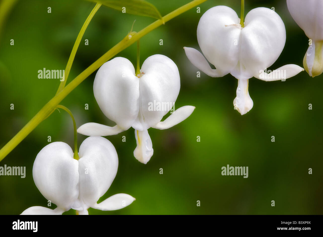White bleeding heart hi-res stock photography and images - Alamy