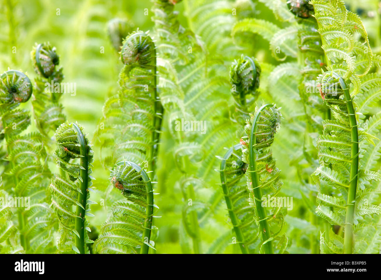 Spring ferns cherry blossoms hulda hi-res stock photography and images ...