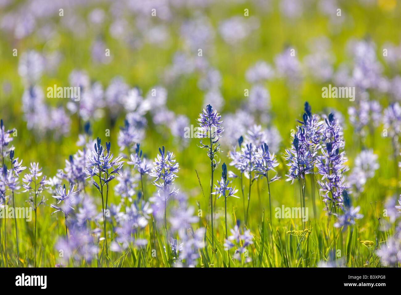 Camas hi-res stock photography and images - Alamy
