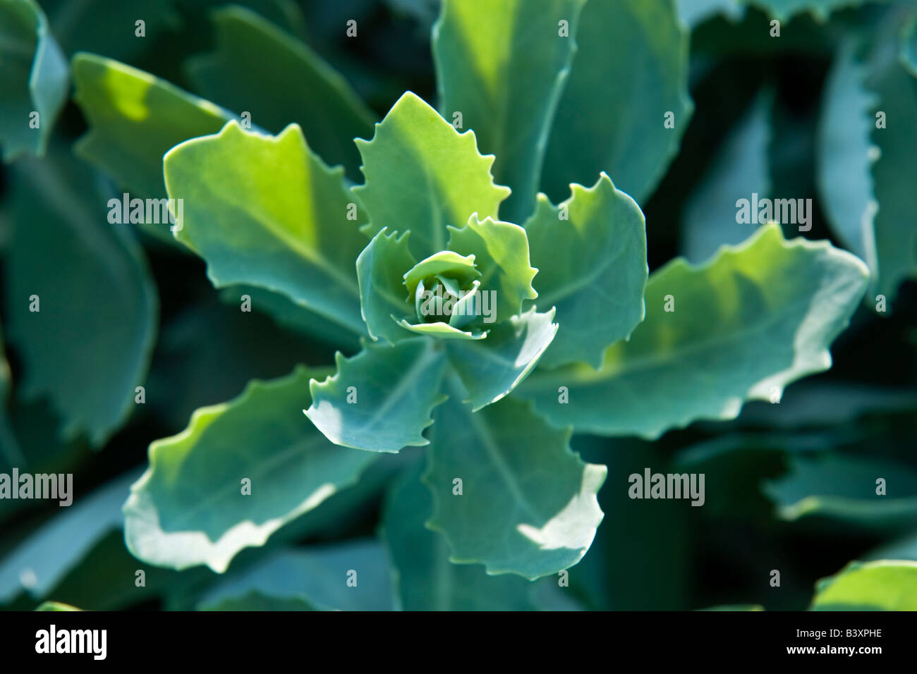 Plant opening hi-res stock photography and images - Alamy