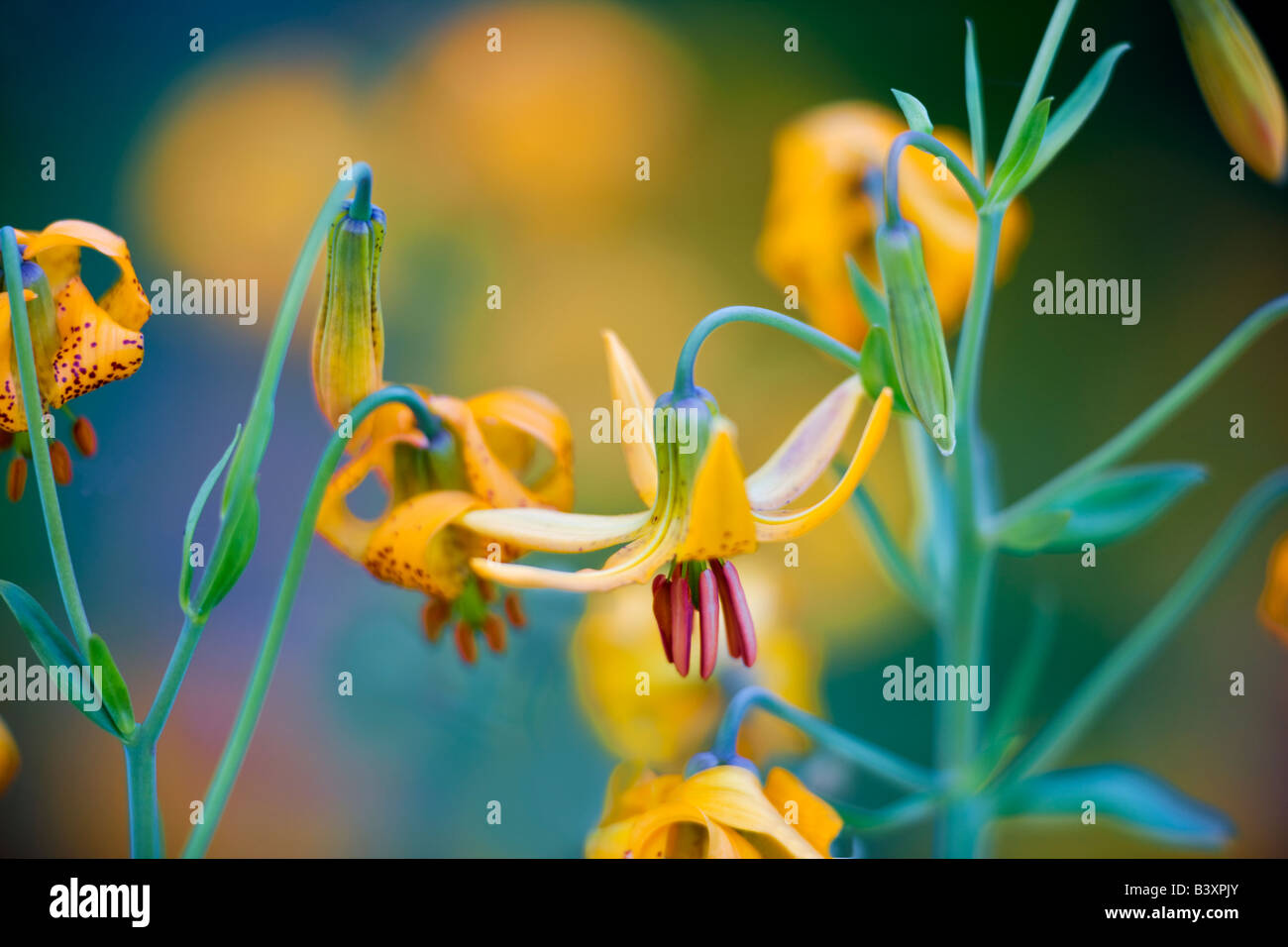 Tiger or Columbian lily lilium columbianum Hurricane Ridge Olympic ...