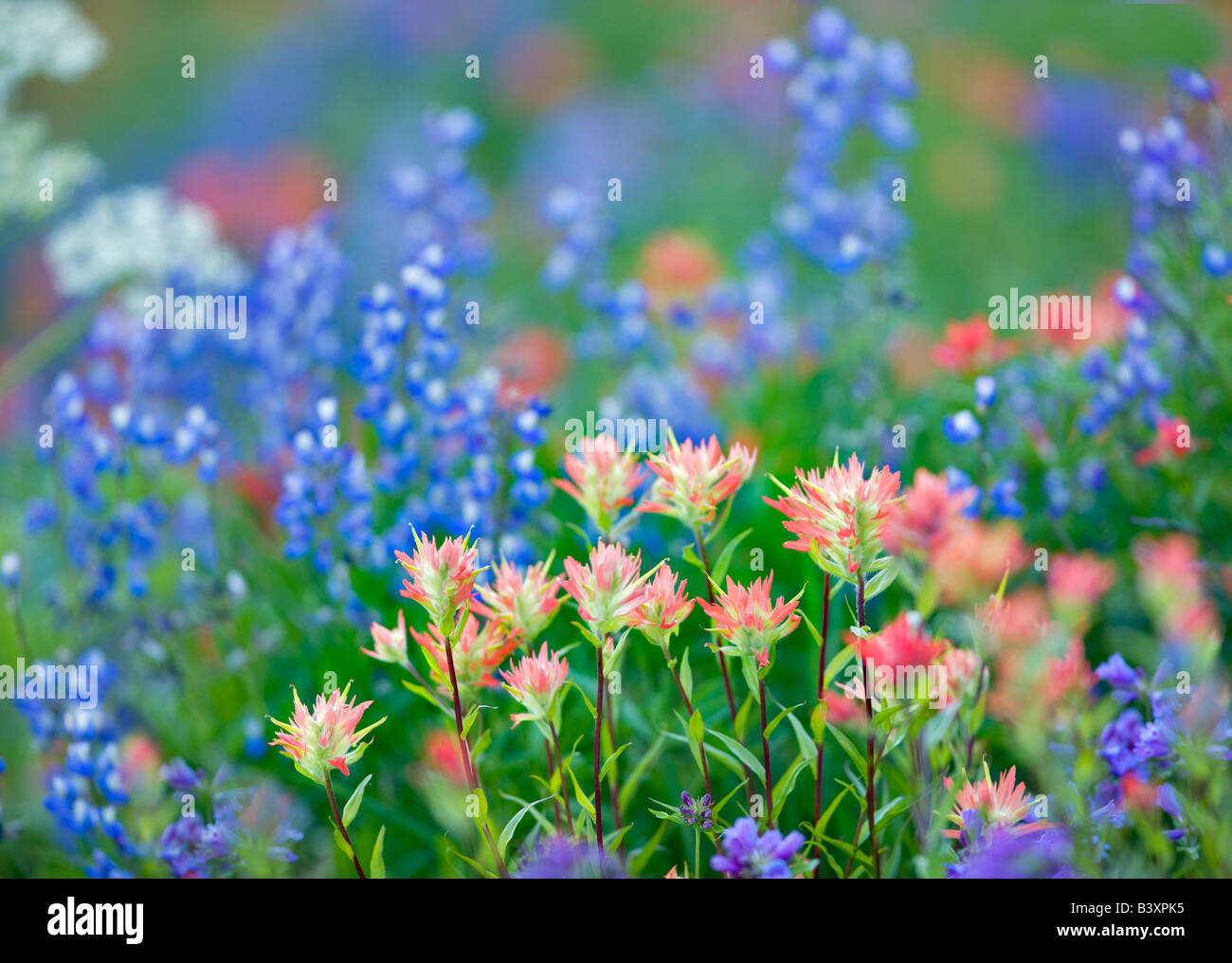 Mixed wildflowers Mostly lupine paintbrush Hurricane Ridge Olympic ...