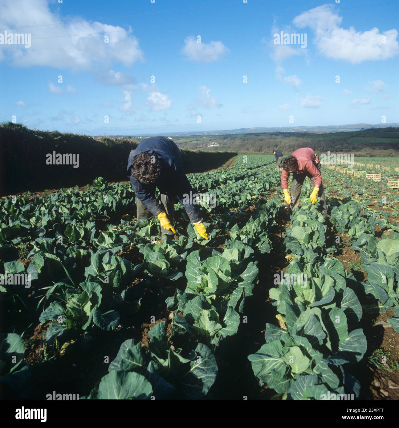 Harvesting early crop of spring greens in a Cornish landscape Stock ...