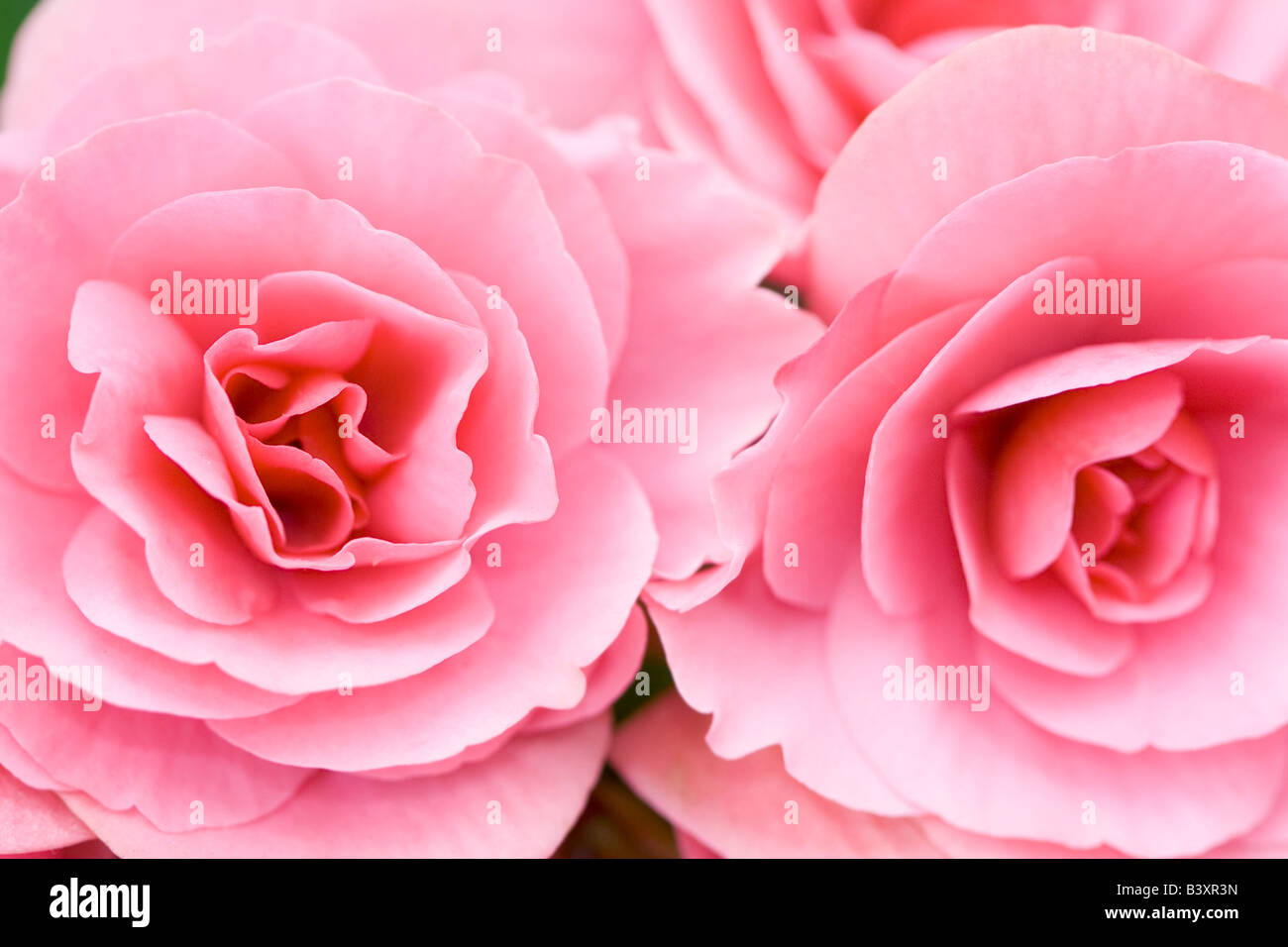 Close up view of two pink flowers Stock Photo - Alamy