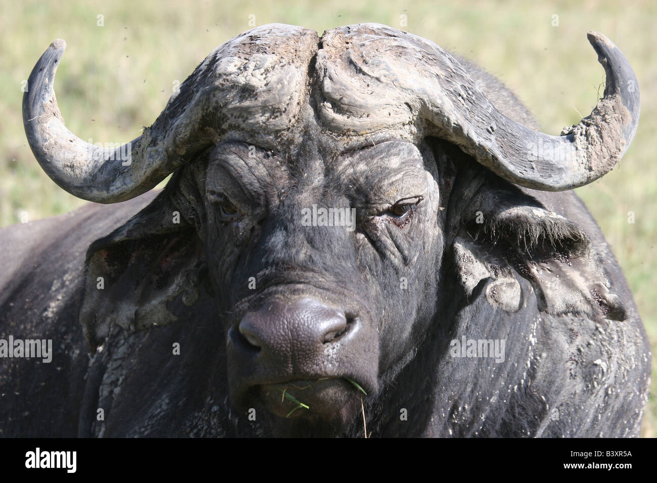 Buffalo close up profile Stock Photo - Alamy